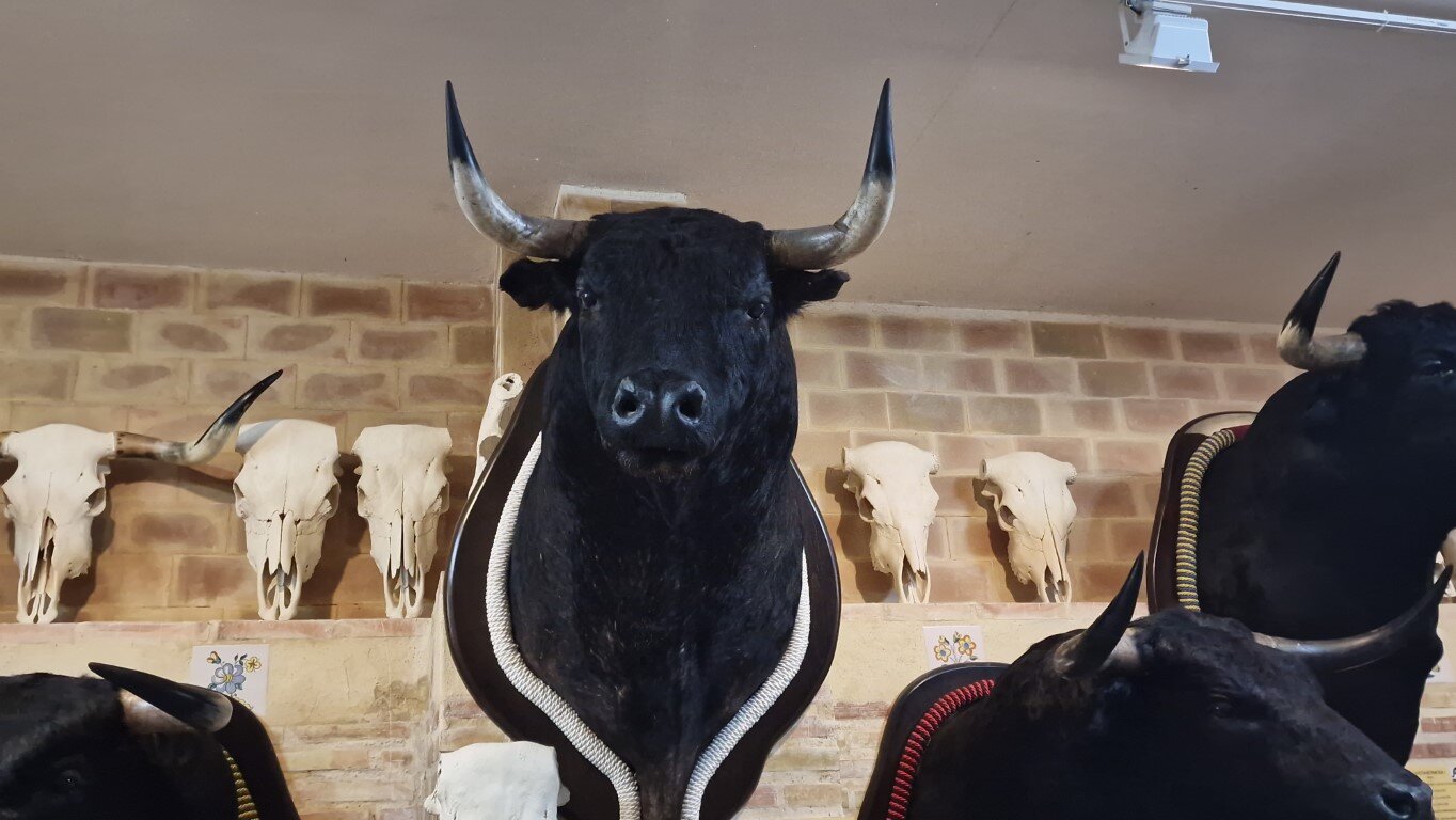 Museo de castas y encastes del toro de Lidia de Massamagrell - Valencia ...