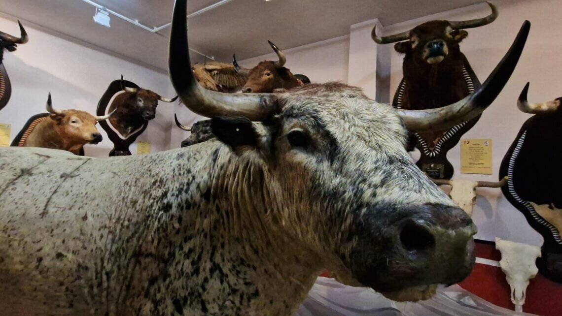 Museo de castas y encastes del toro de Lidia de Massamagrell - Valencia ...