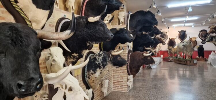Museo de castas y encastes del toro de Lidia de Massamagrell - Valencia ...
